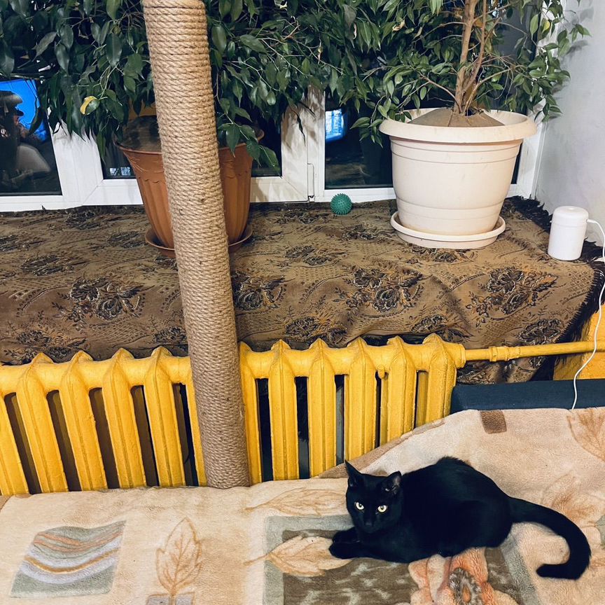 Когтеточка для кота или кошки