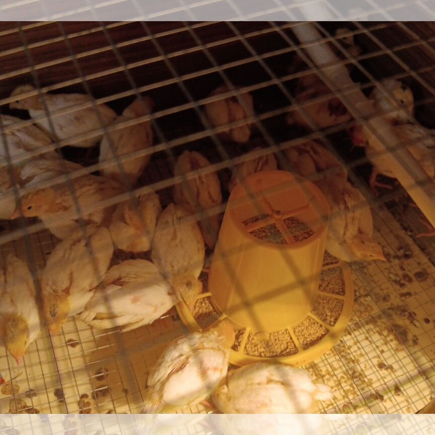 Цыплята перепелов