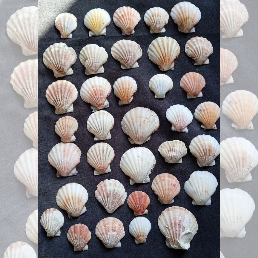 Морские ракушки