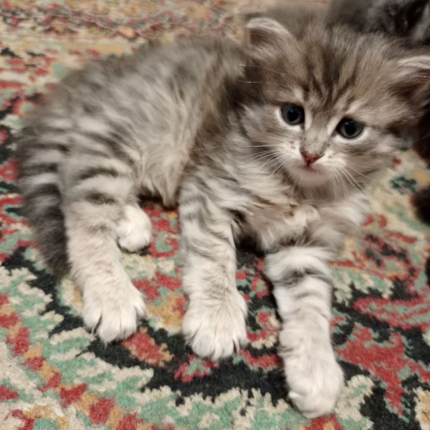 Отдам котёнка мальчика в добрые руки