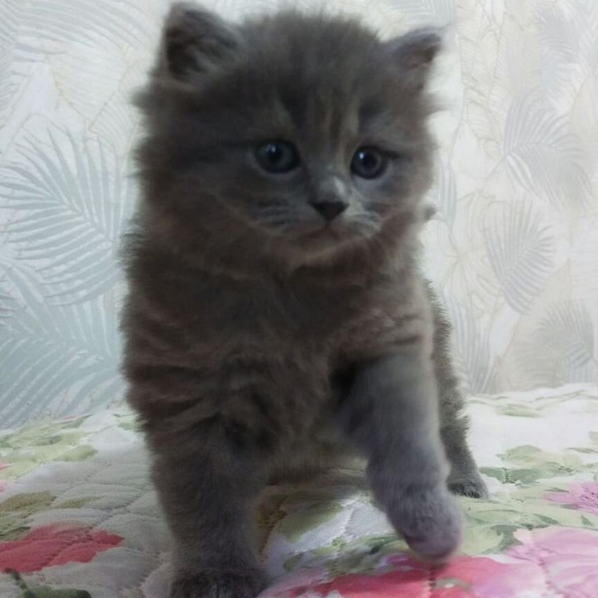 Шотландская