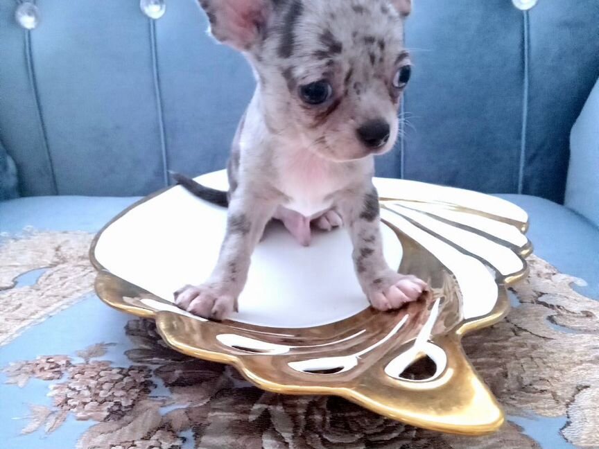 Чихуахуа мальчик мерле