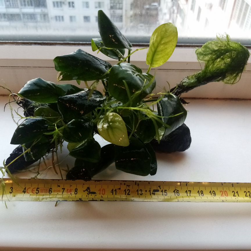 Коряжка с анубиасом, пенёк керамика