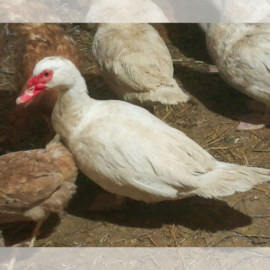 Селезень индоутки