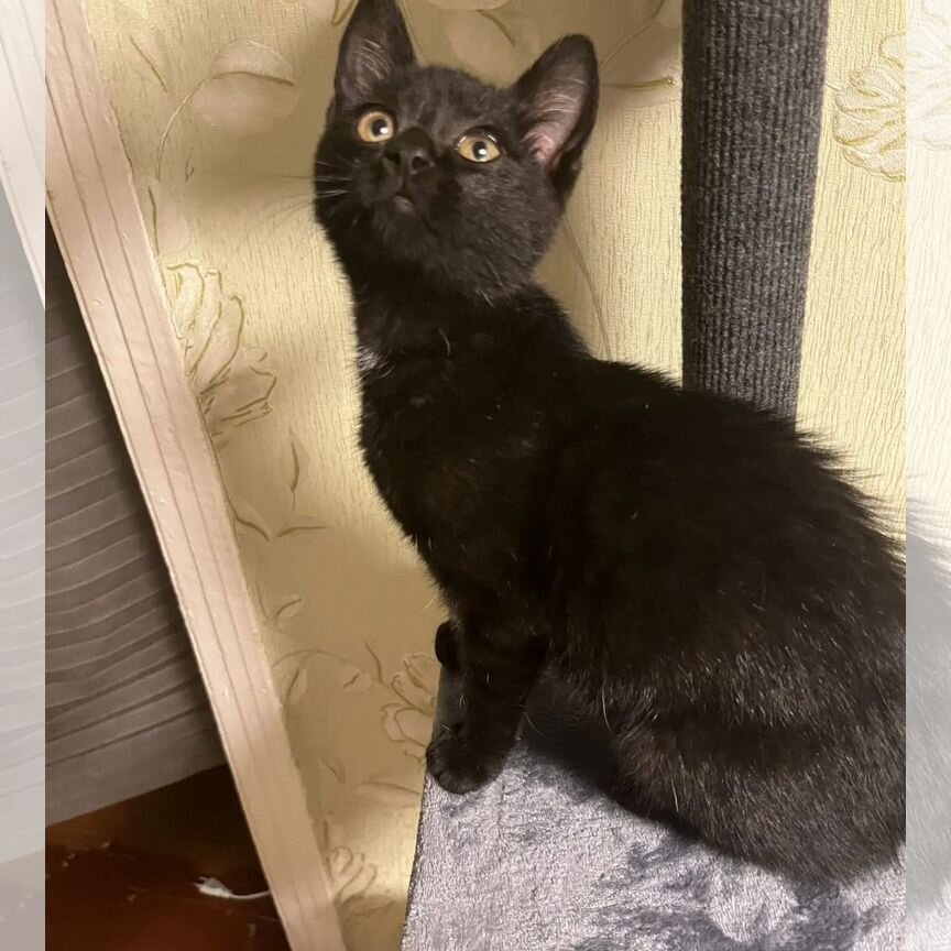 Котёнок в добрые руки