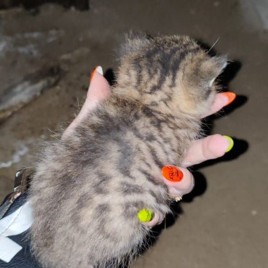 Котята в добрые руки