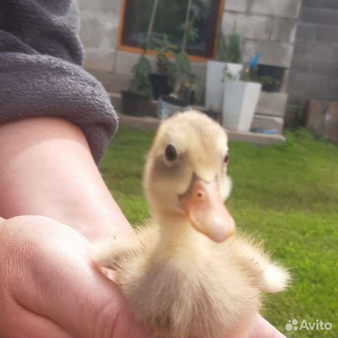 Утята индийский бегунок