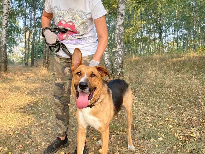 Метис овчарки