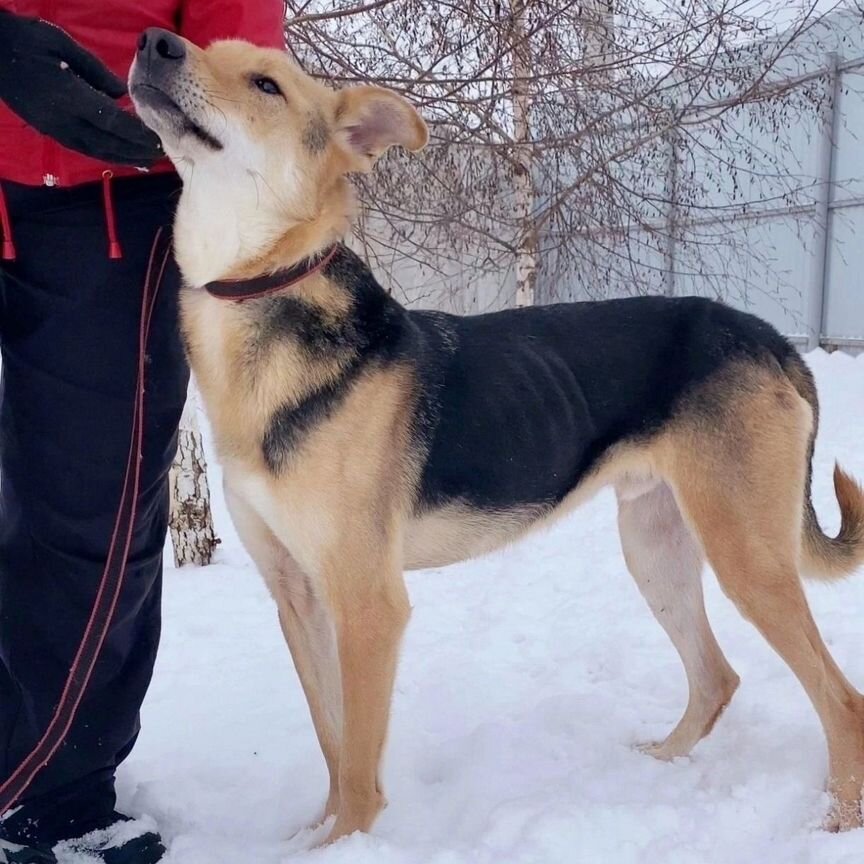 Ищет дом Банди