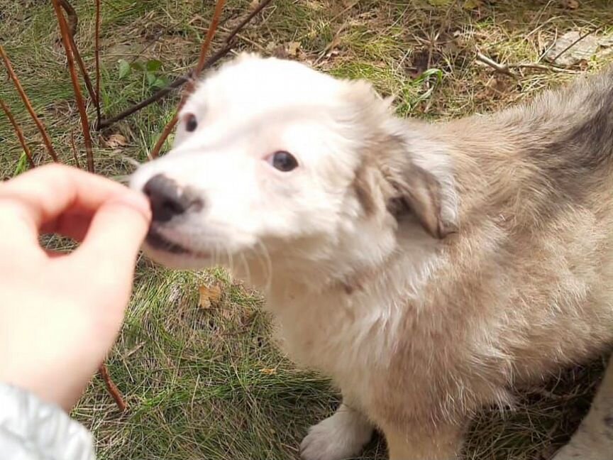 Щенки бесплатно в добрые руки