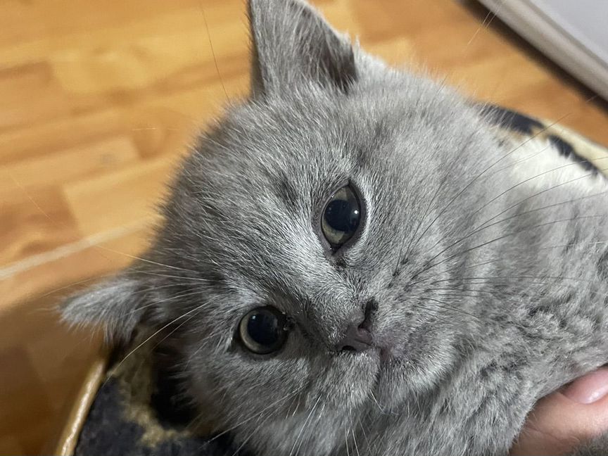 Британский котик