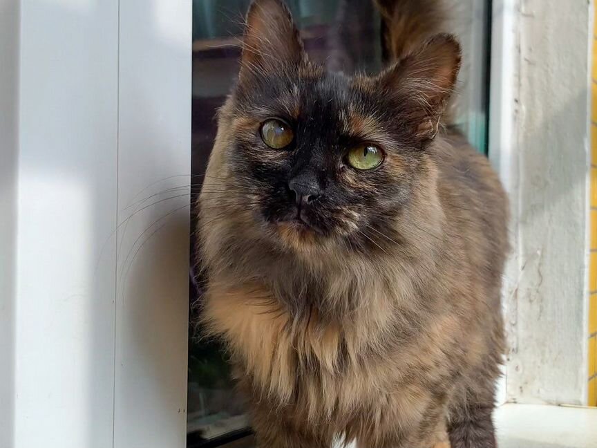 Кошечка Сара в самые любящие ручки