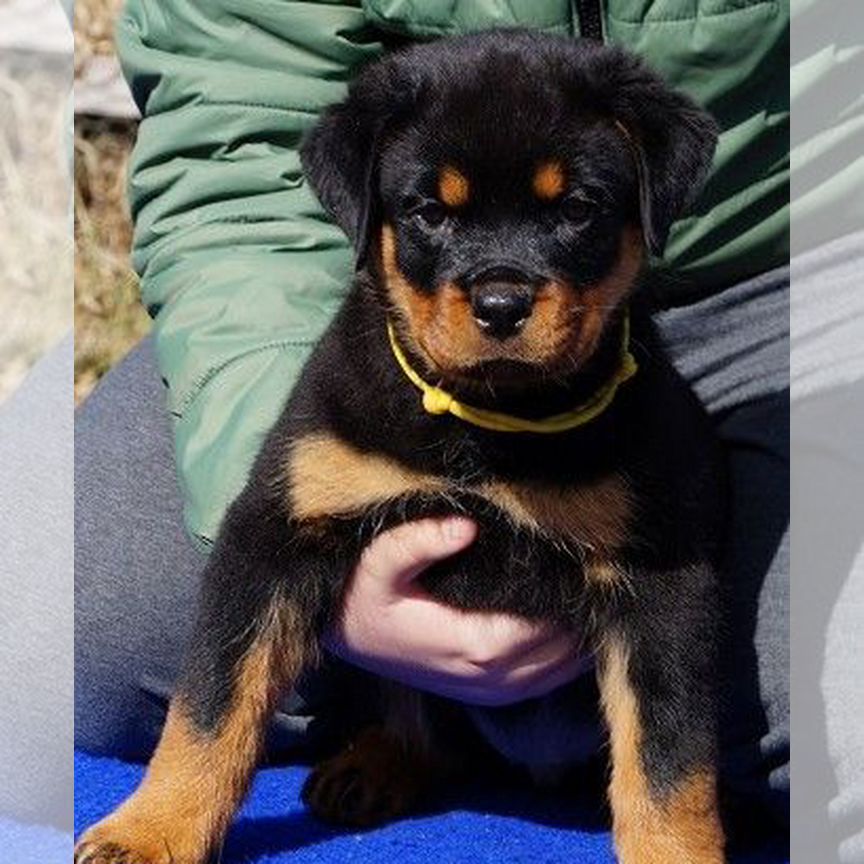 Ротвейлер, щенок