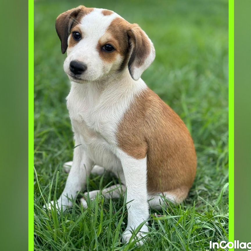 Солнышко в добрые руки