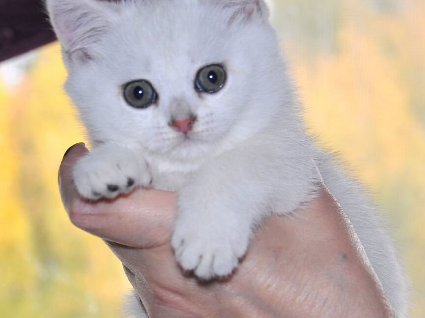 Котята редкого окраса "серебристая шиншилла"