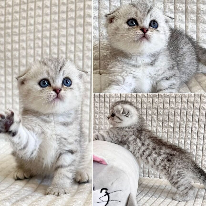 Шотландские вислоухие котята
