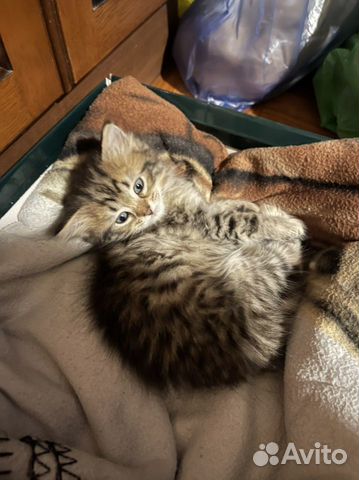 Кошка Сибирская