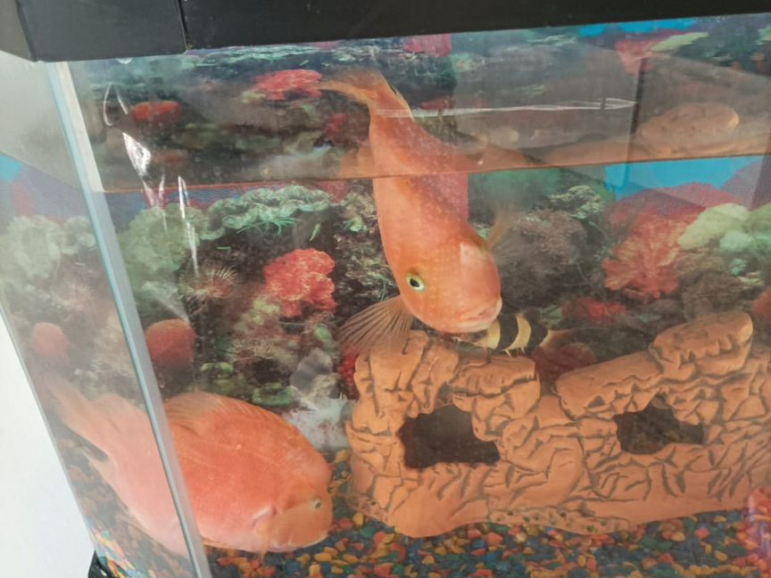 Аквариумные рыбки