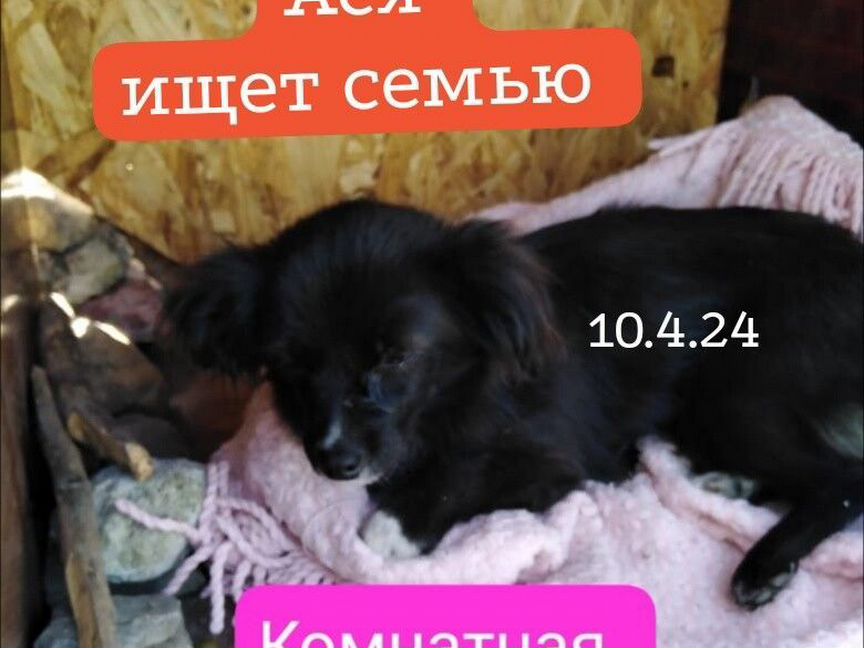 Комнатные собачки