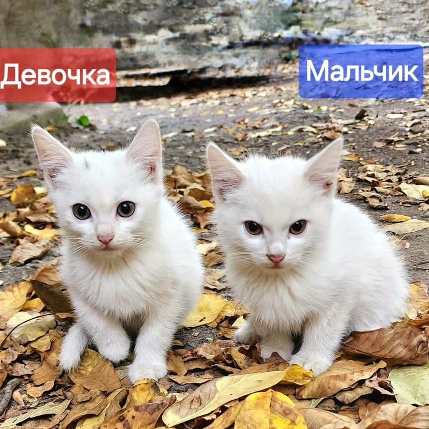 Котята ищут дом