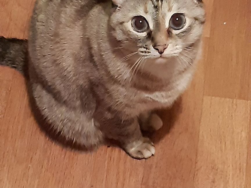 Кошка бесплатно