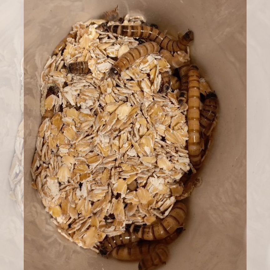 Зофобас живой