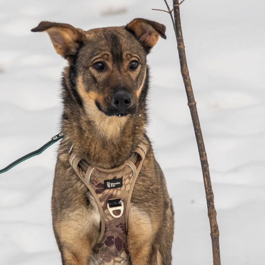 Трогательная небольшая собака из приюта