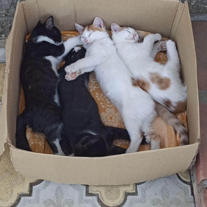 Котята в добрые руки бесплатно