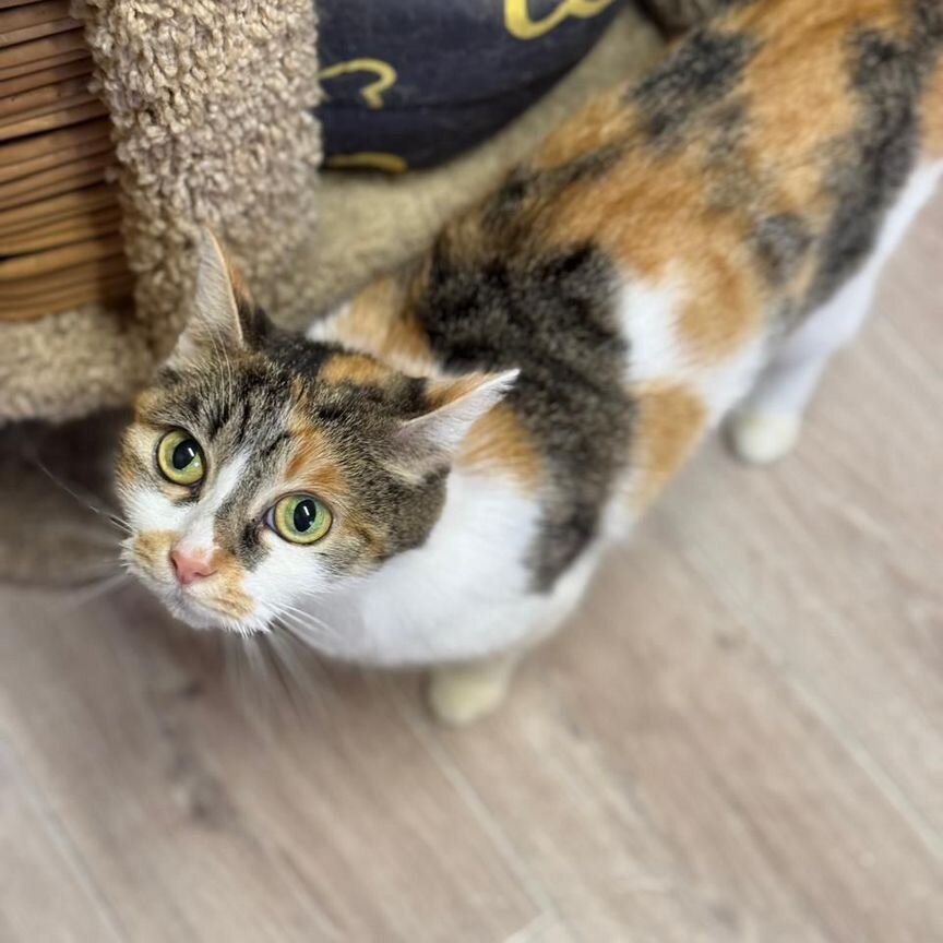 Кошка- трёхцветная