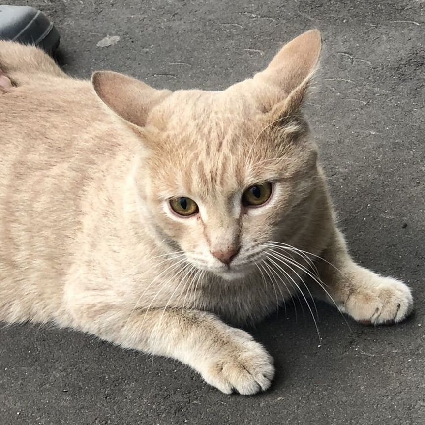 Коты в добрые руки