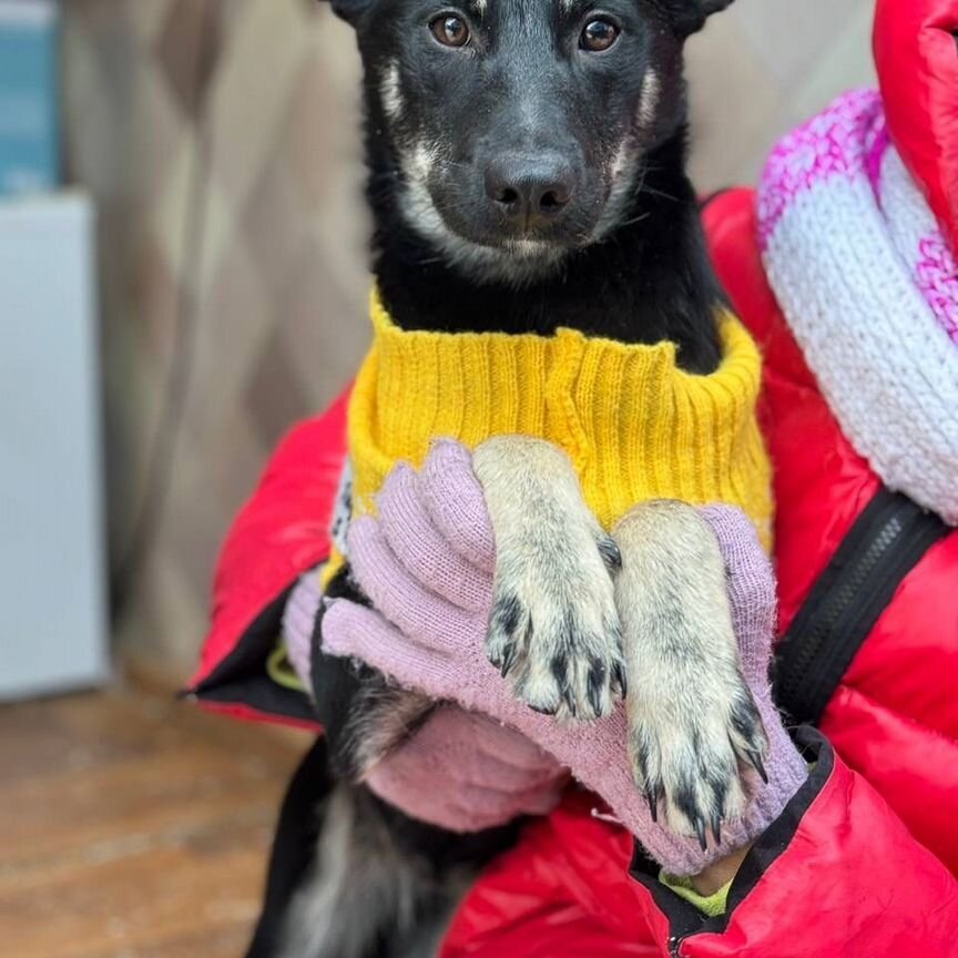 Щенок в добрые руки