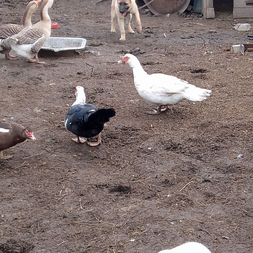 Селезень индоутки