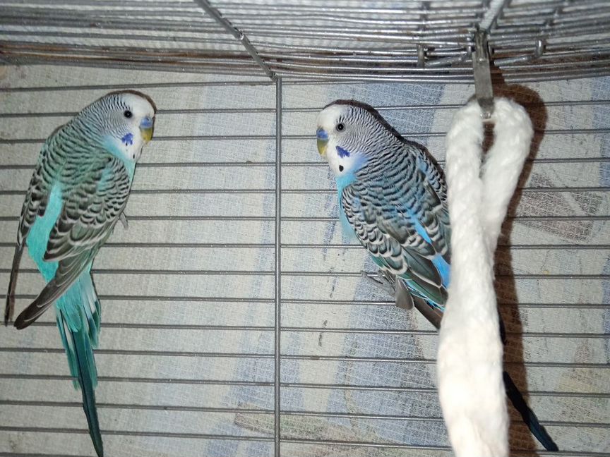 Волнистый попугай