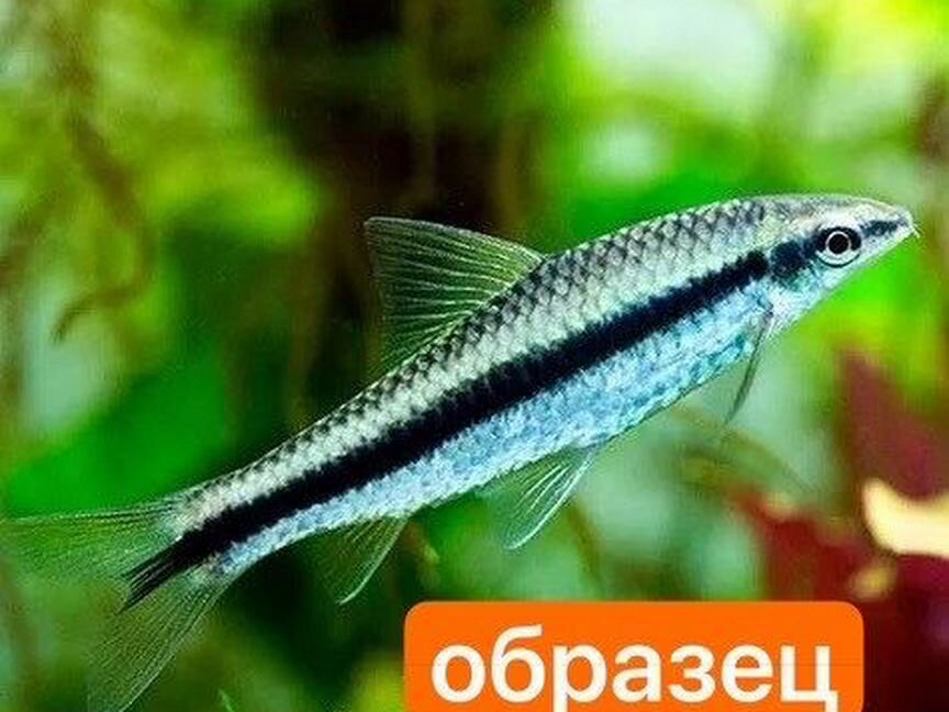 Рыба Водорослеед (с полоской)