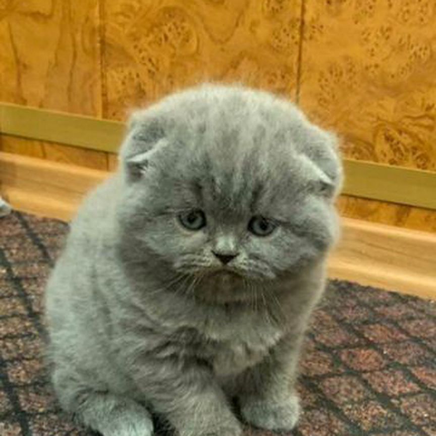 Шотландские вислоухие котята