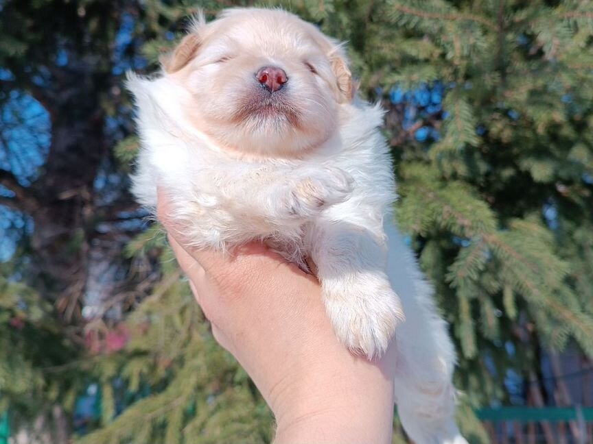 Щенки немецкого шпица