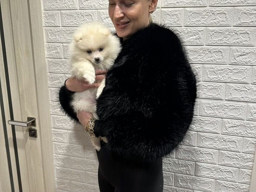 Японский шпиц щенок девочка