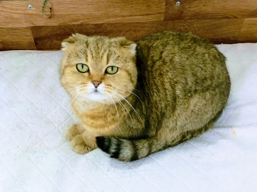 Шотландская