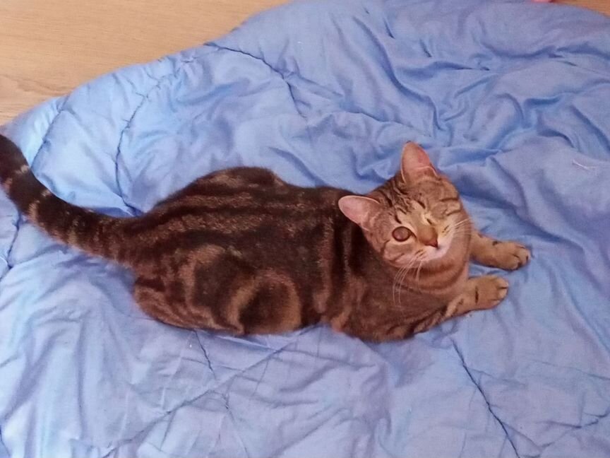 Котенок подросток