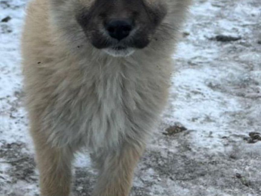 Щенок в надежные руки