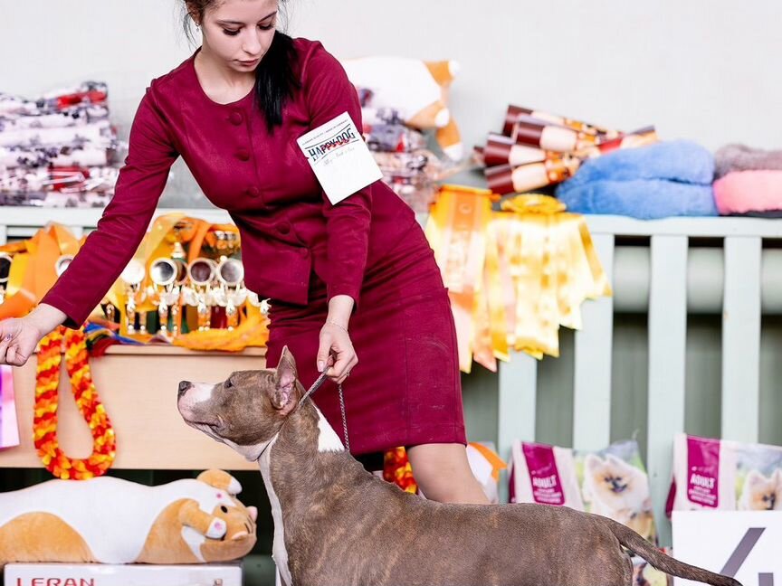 Сука стаффордширского терьера