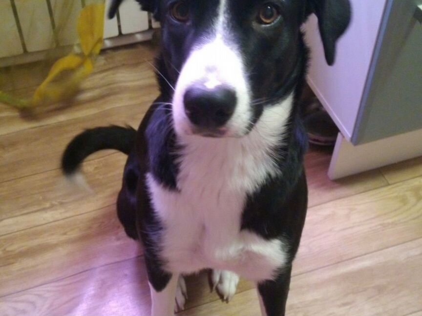 Собака в добрые руки отдам бесплатно