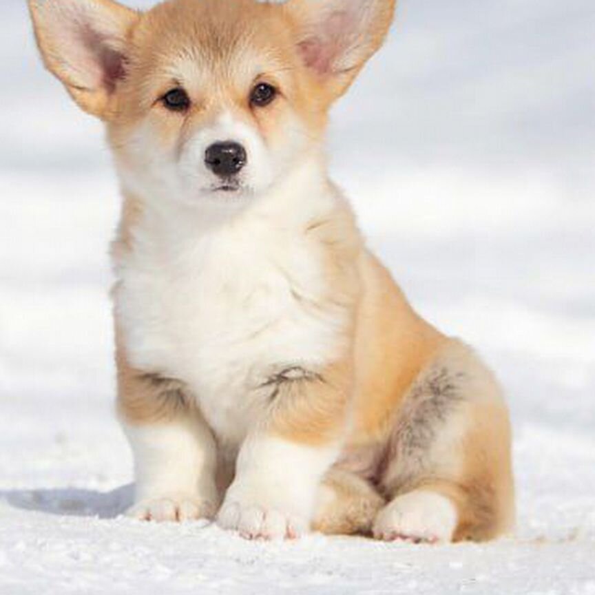 Вельш Корги Пемброк, щенок