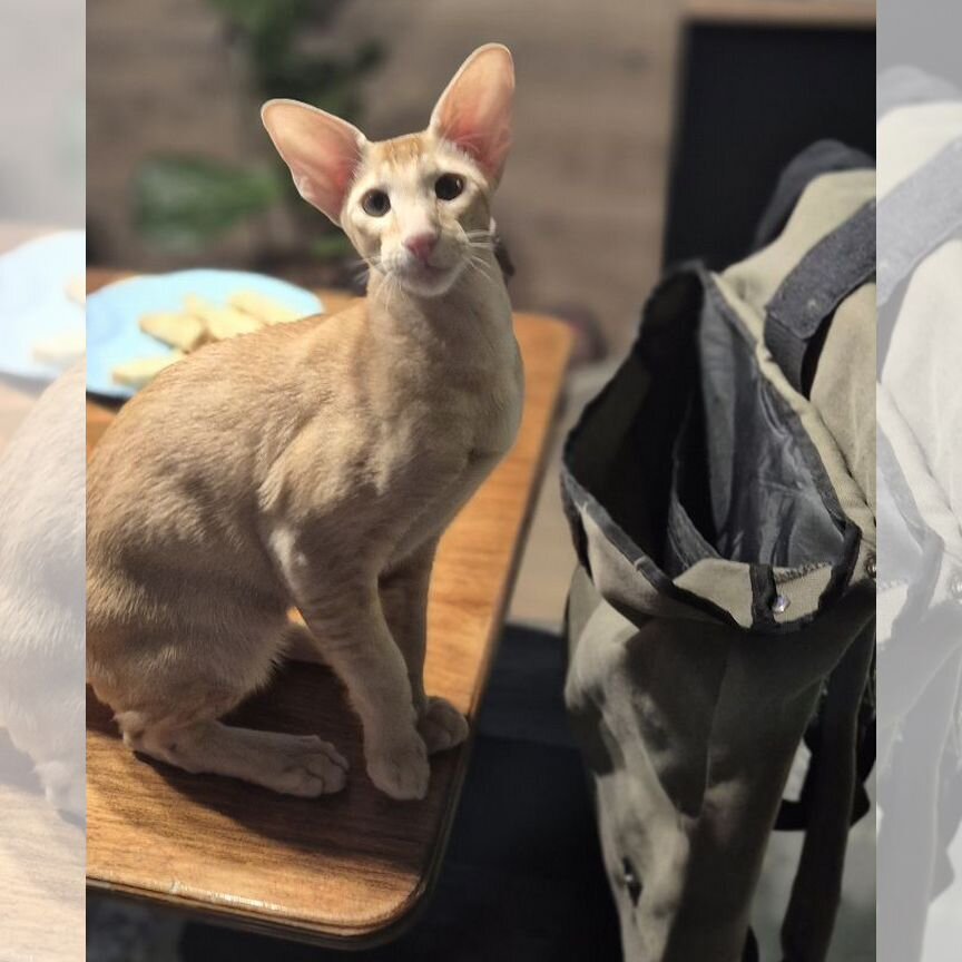 Ориентальный котёнок