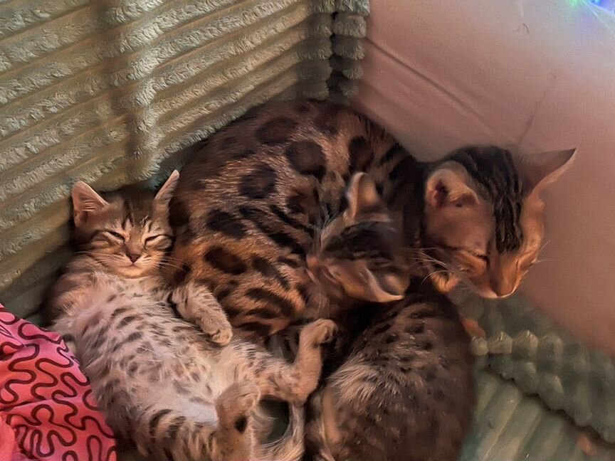 Бенгальские котята девочки