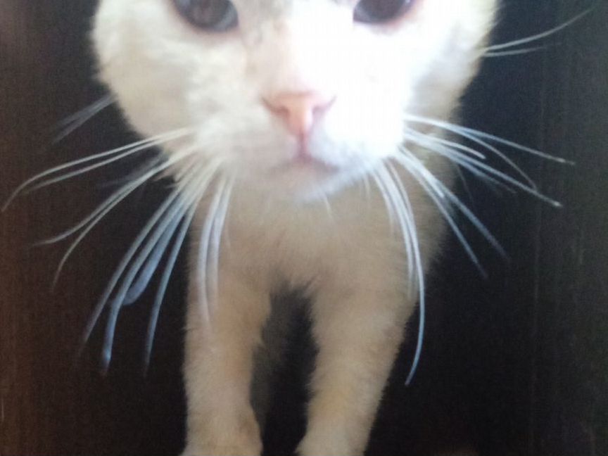 Отдам кота в добрые руки