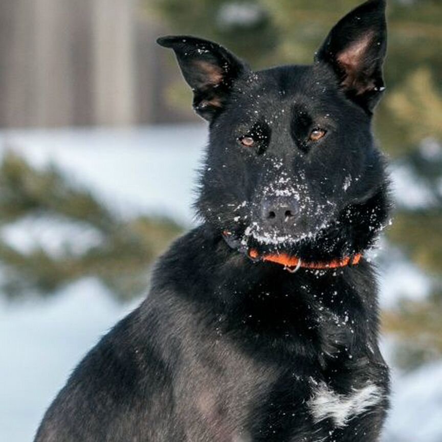 Взрослая собака из приюта