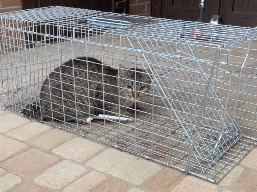 Кошколовка в аренду