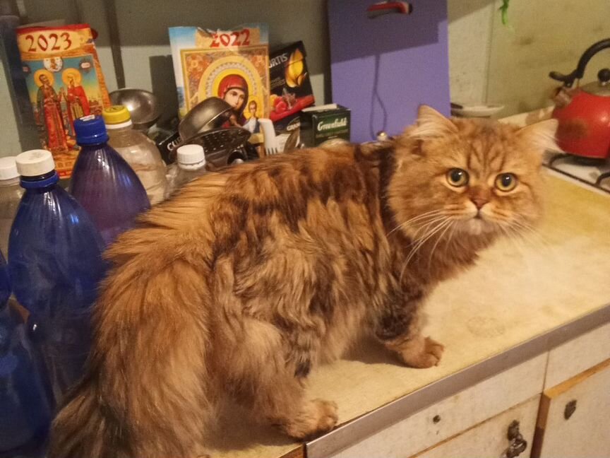 Зая кот шотландский