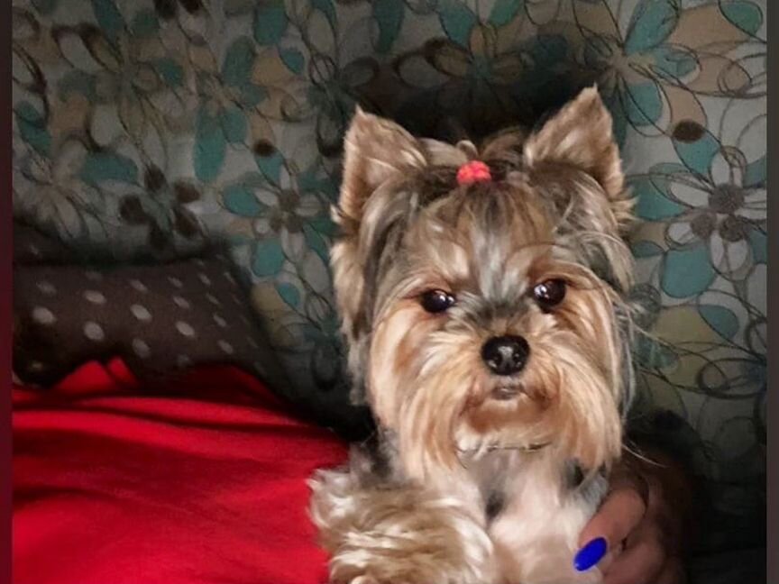 Продам суку йоркширского терьера